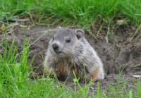 Groundhog Removal St. Louis MO