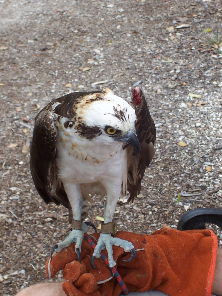 Injured Raptor Rescue, Inc.