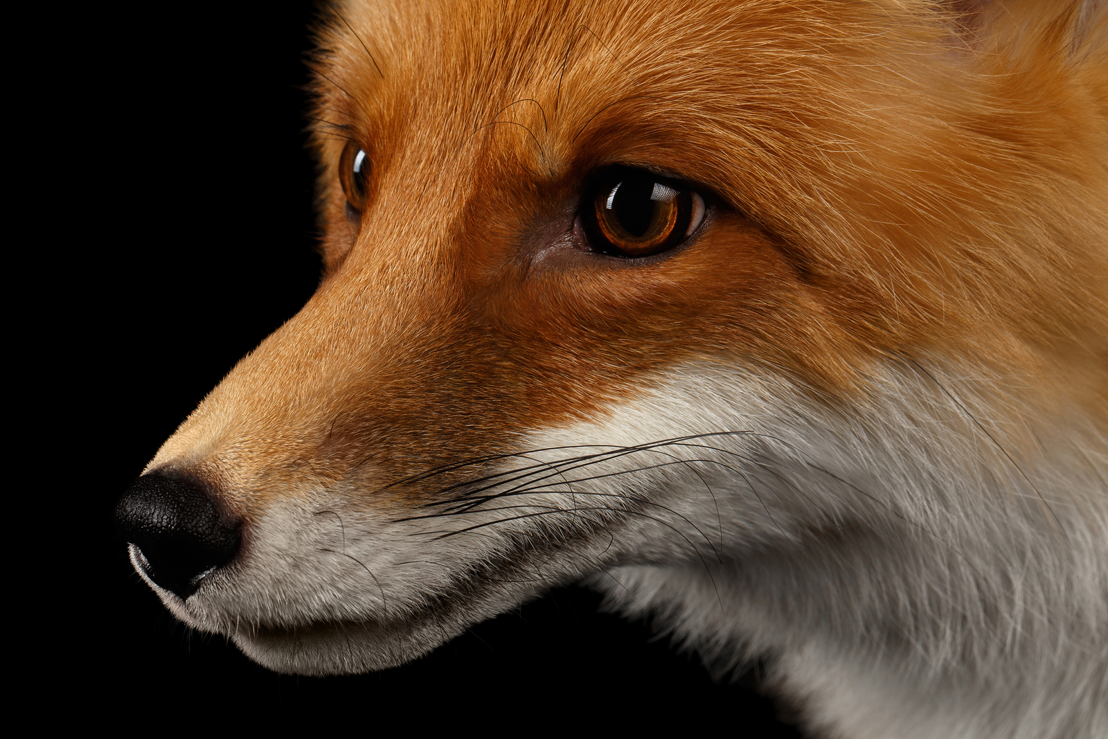 Red Fox Close Up