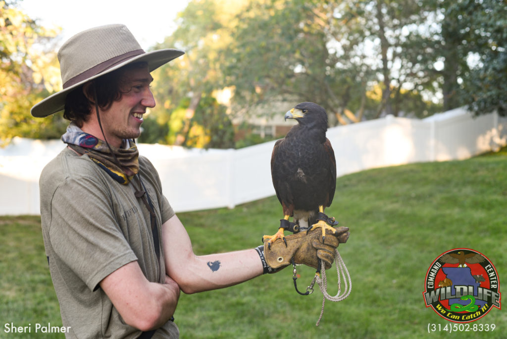 Trapping Red-Tailed Hawks • Wildlife Command Center